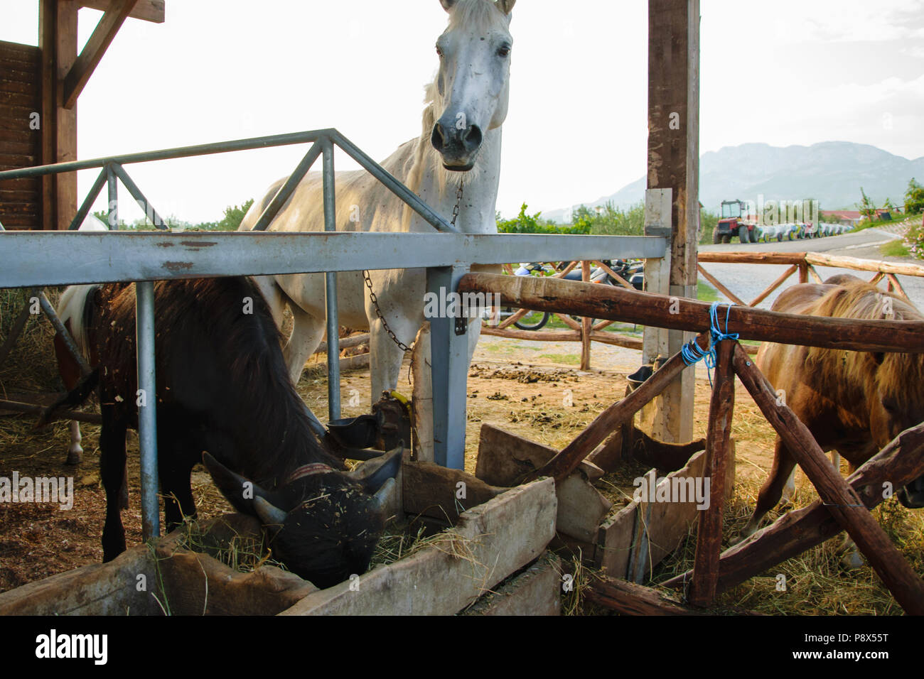 Animals in the stall on the country farm Stock Photo - Alamy