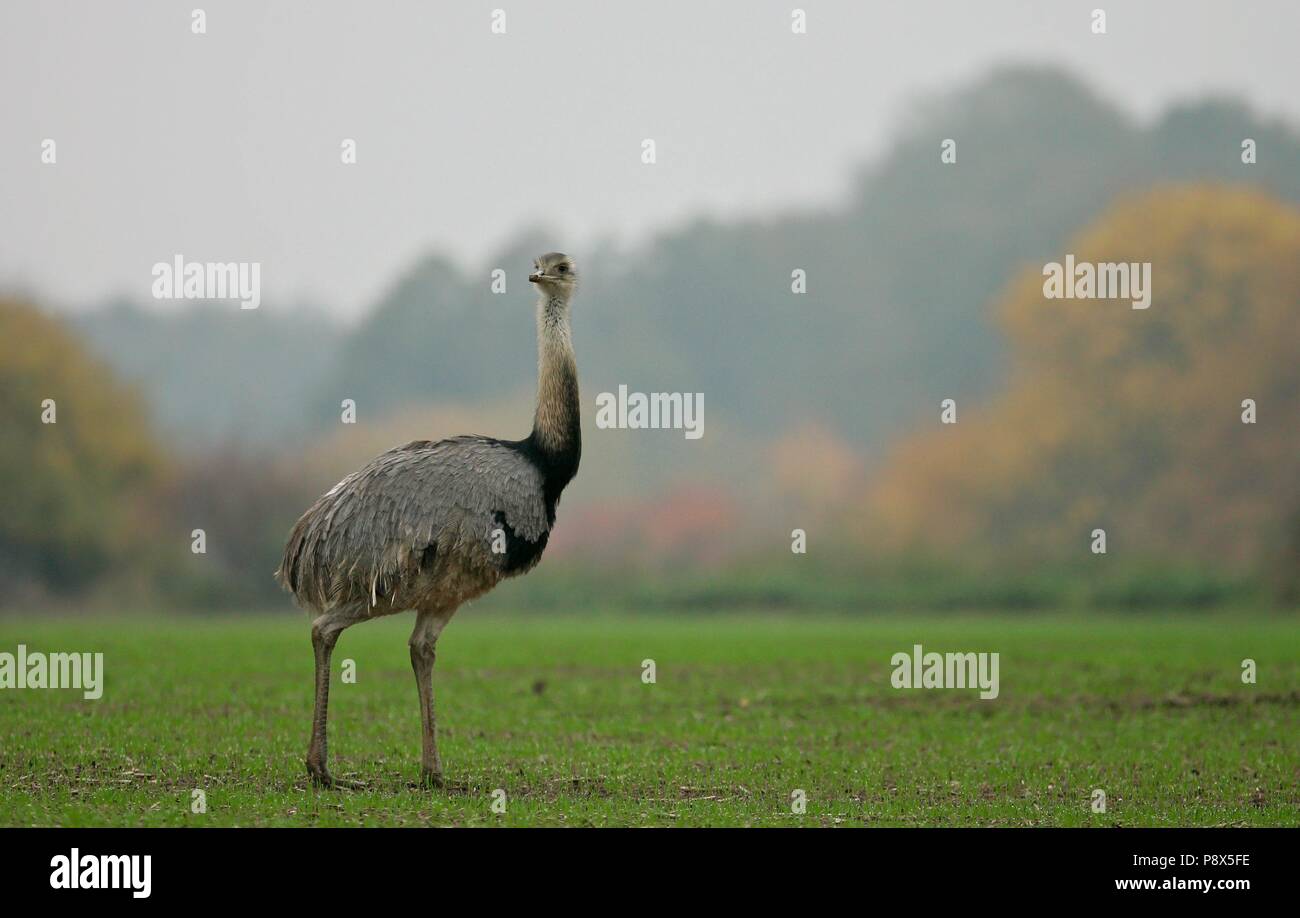 Rhea farming hi-res stock photography and images - Alamy