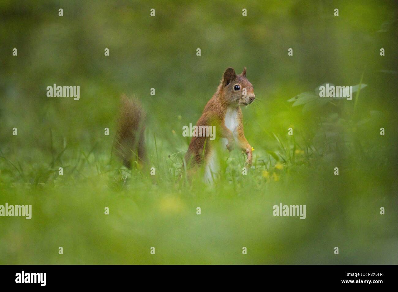 Eurasian Red Squirrel (Sciurus vulgaris) standing in meadow, Berlin ...