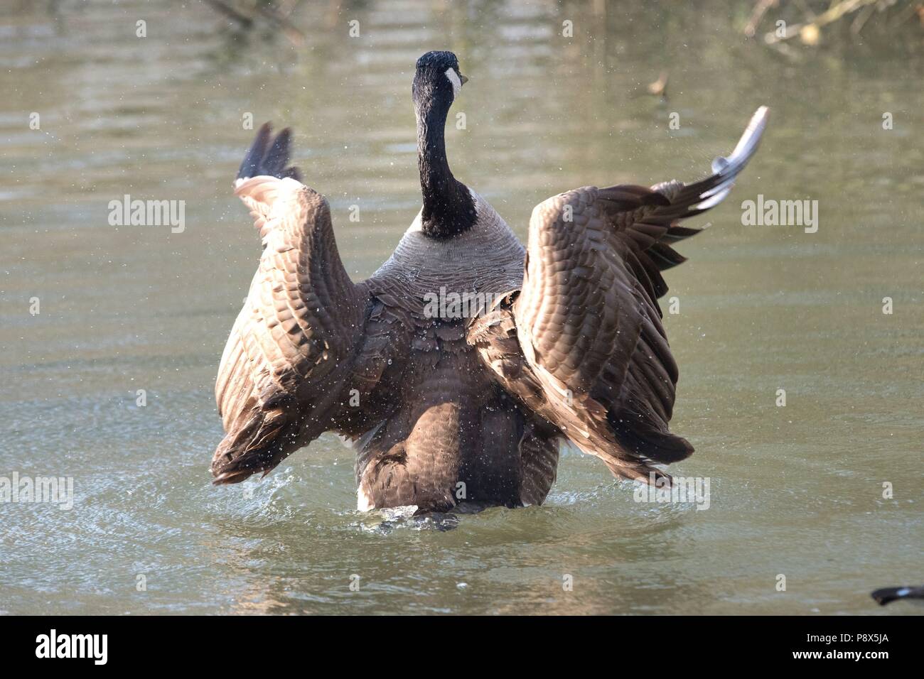 Canadian goose | usage worldwide Stock Photo - Alamy