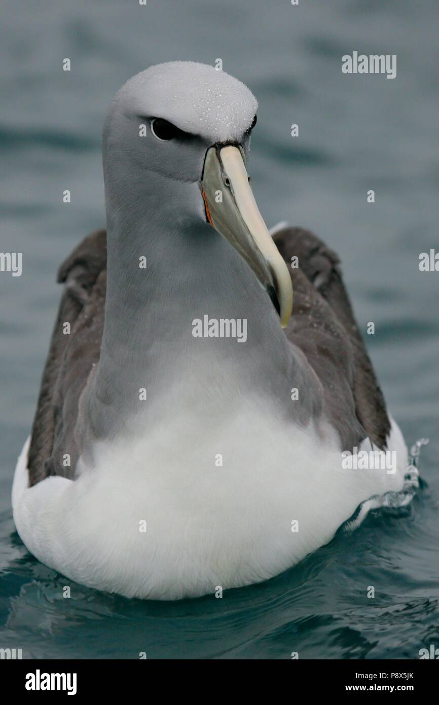 Salvin's Albatross (Thalassarche salvini) portrait, Kaikoura, New ...