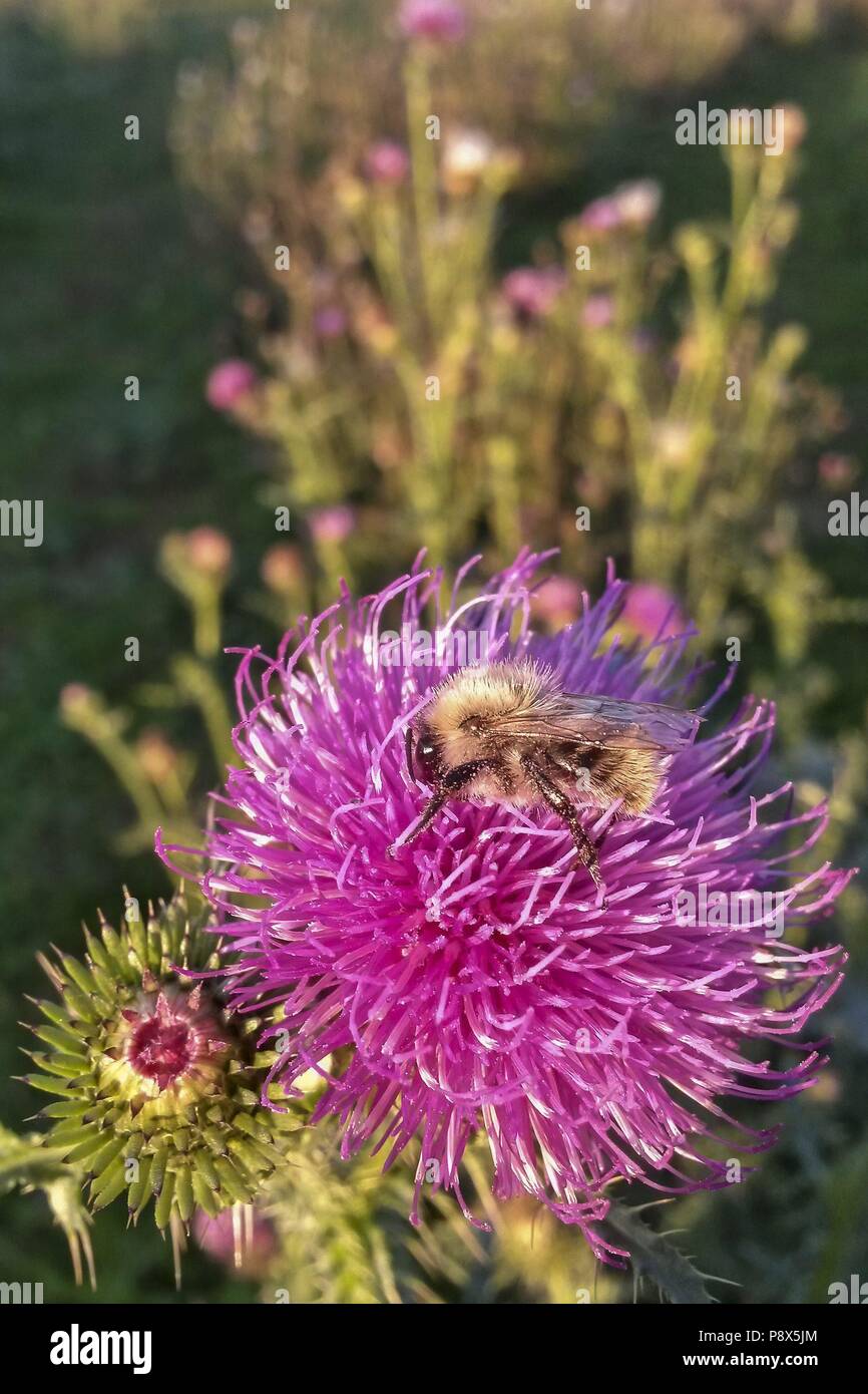 Bumble bee worker collecting nectar from thistle, Hesse, Germany ...