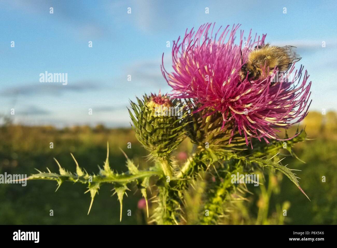 Bumble bee worker collecting nectar from thistle, Hesse, Germany ...