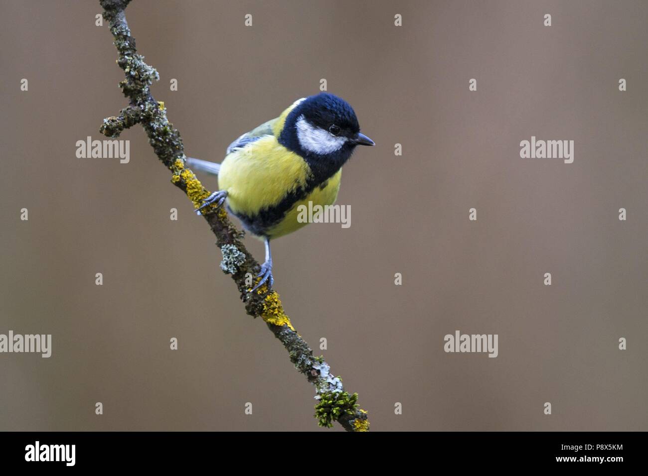 Great Tit (Parus major), male close-up, Bavaria, Germany | usage ...