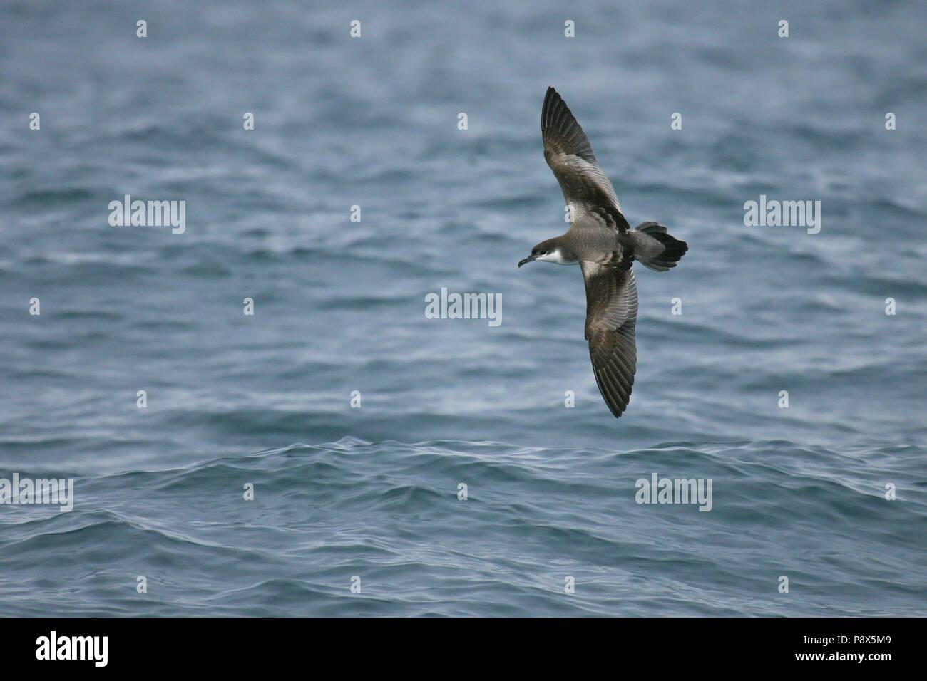 Buller's Shearwater (Ardenna bulleri) flying, Kaikoura, New Zealand ...