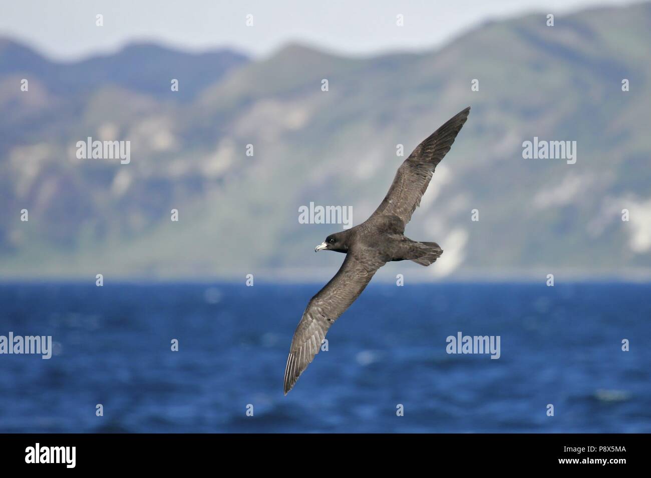 Westland Petrel (Procellaria westlandica) flying, Kaikoura, New Zealand ...