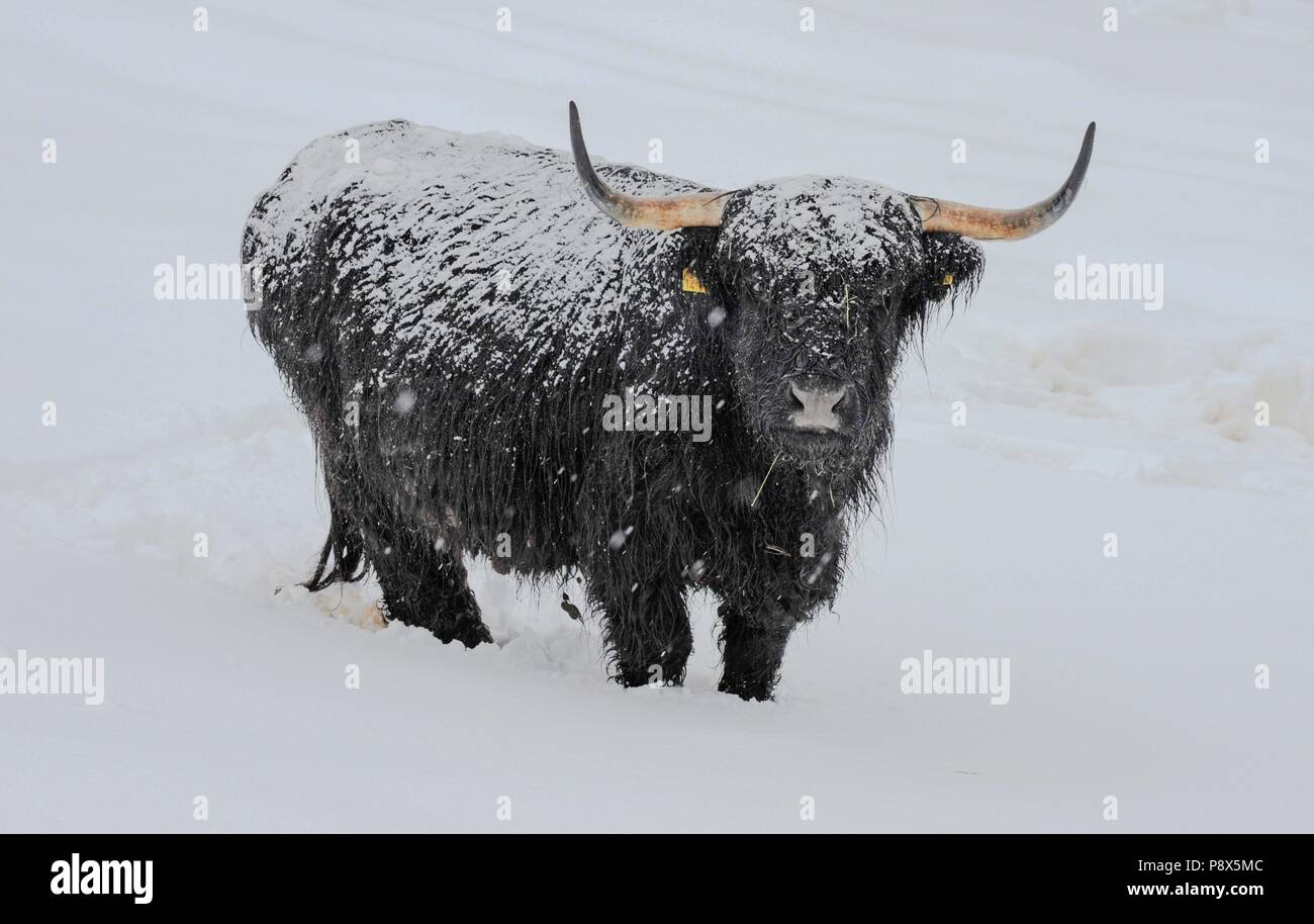 Ein Hochlandrind steht im Tiefschnee nahe der Heidburg im Schwarzwald ...