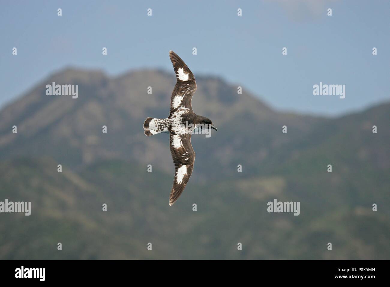 Cape Petrel (Daption capense) flying, Kaikoura, New Zealand | usage ...