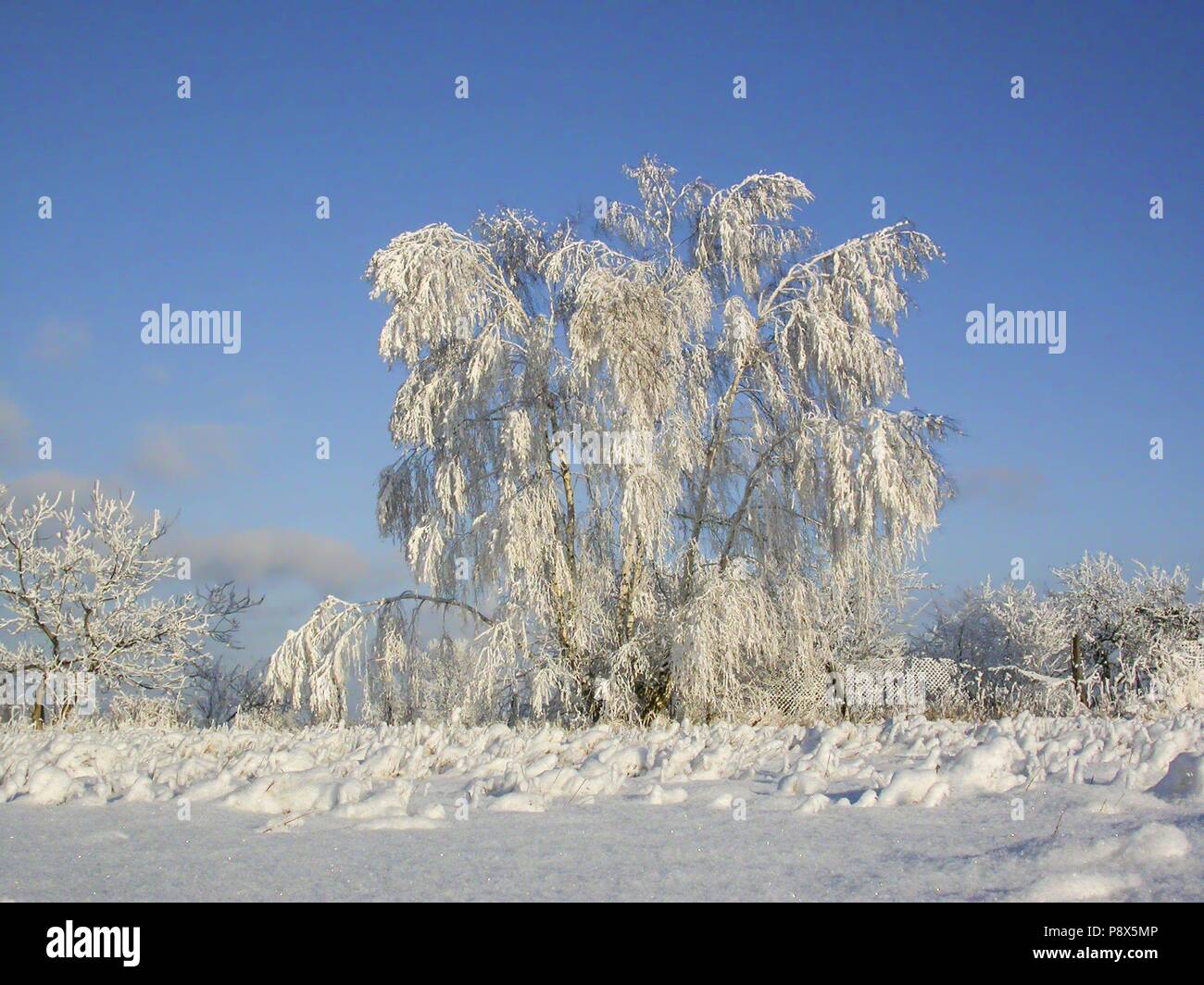 winter scenery in snowy countryside, Brandenburg, Germany | usage ...