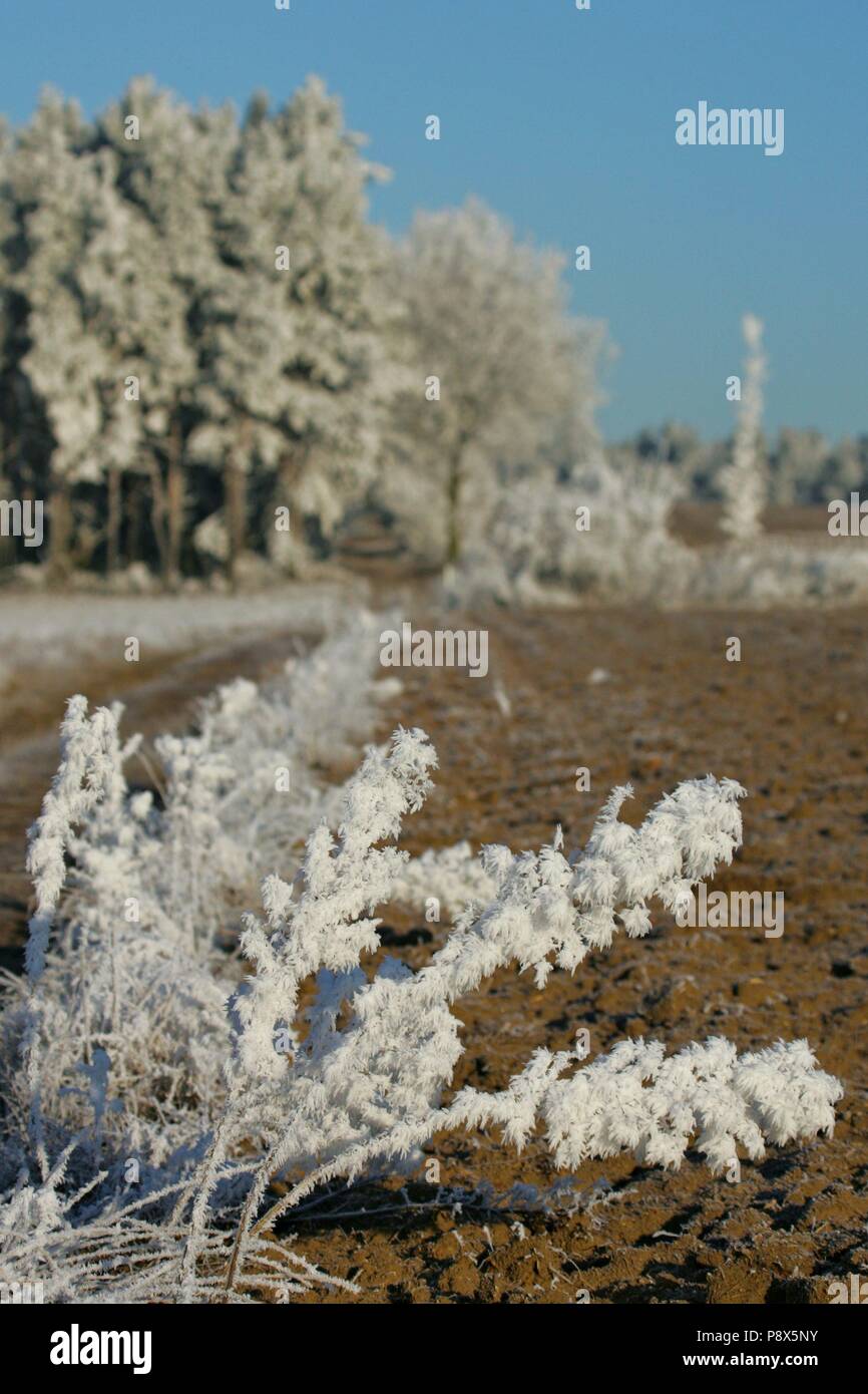 winter scenery in snowy countryside, Wiesenburg, Brandenburg, Germany ...