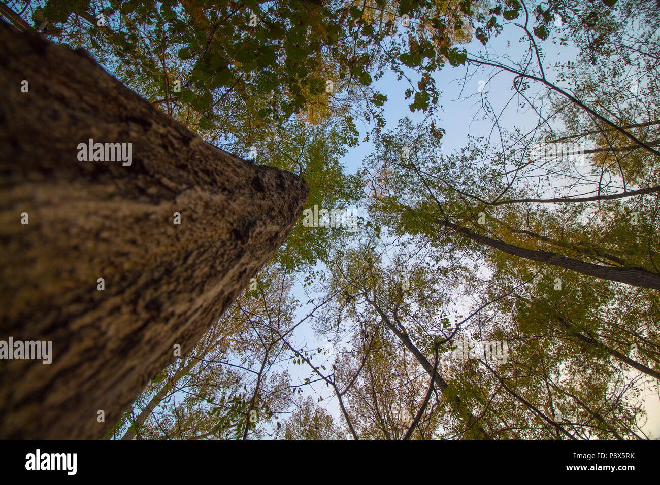Italian Food! Pasta pesto home made, very delicious Stock Photo - Alamy