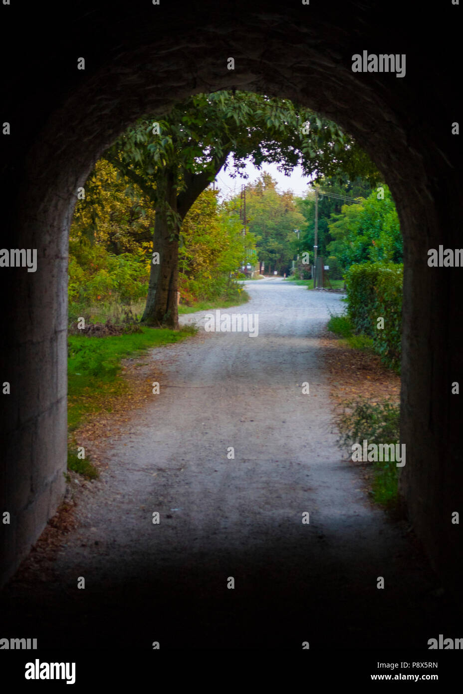 Lonely and shy way in a isolated wood Stock Photo - Alamy
