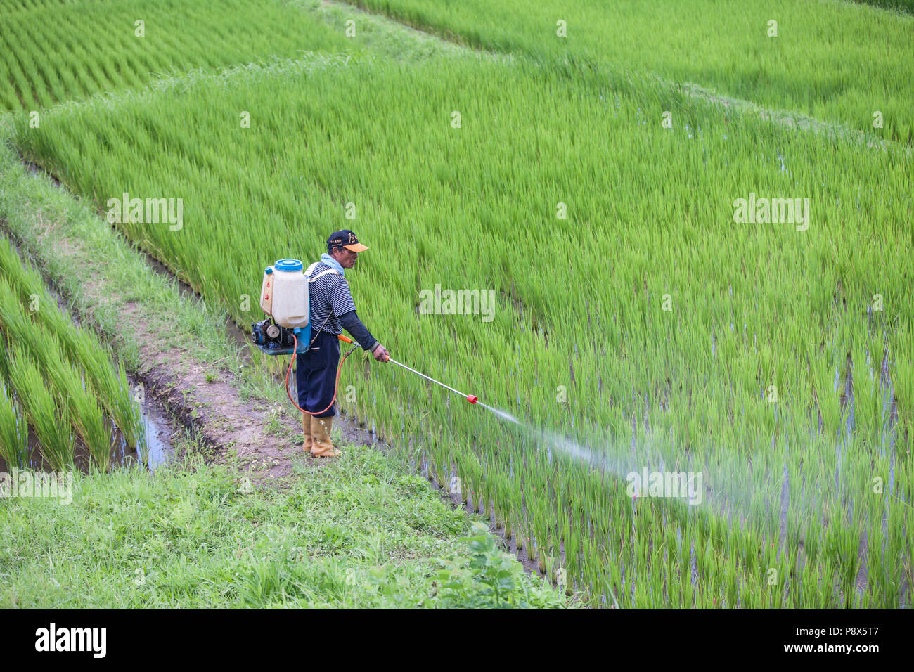 Man,spraying,pesticide,on,rice,ricefield,agriculture,crop,on,rural ...