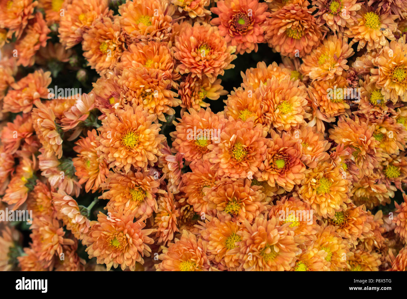 Beautiful fresh flowers as a background Stock Photo - Alamy