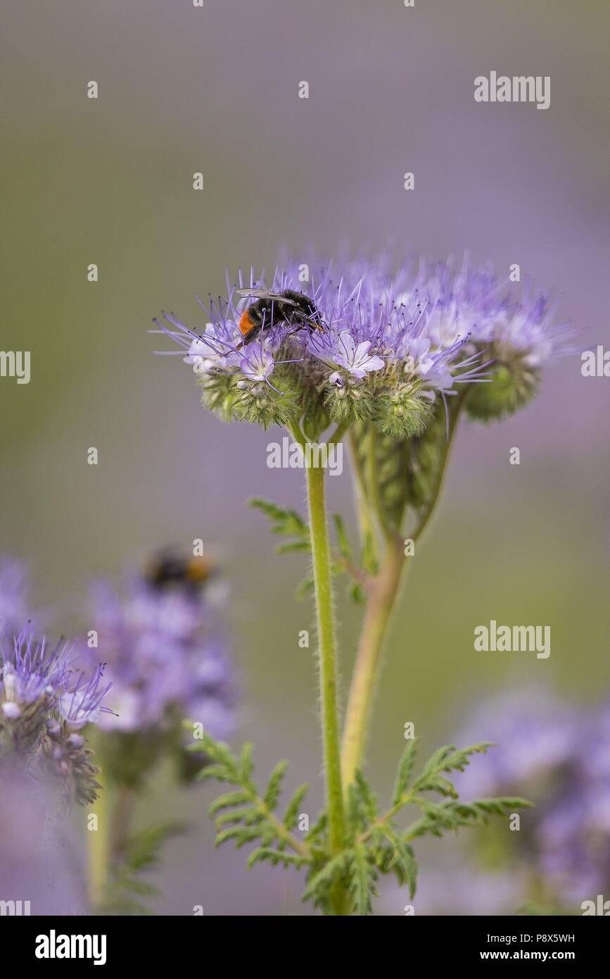 Red-tailed bumblebee (Bombus lapidarius) worker collecting nectar from ...
