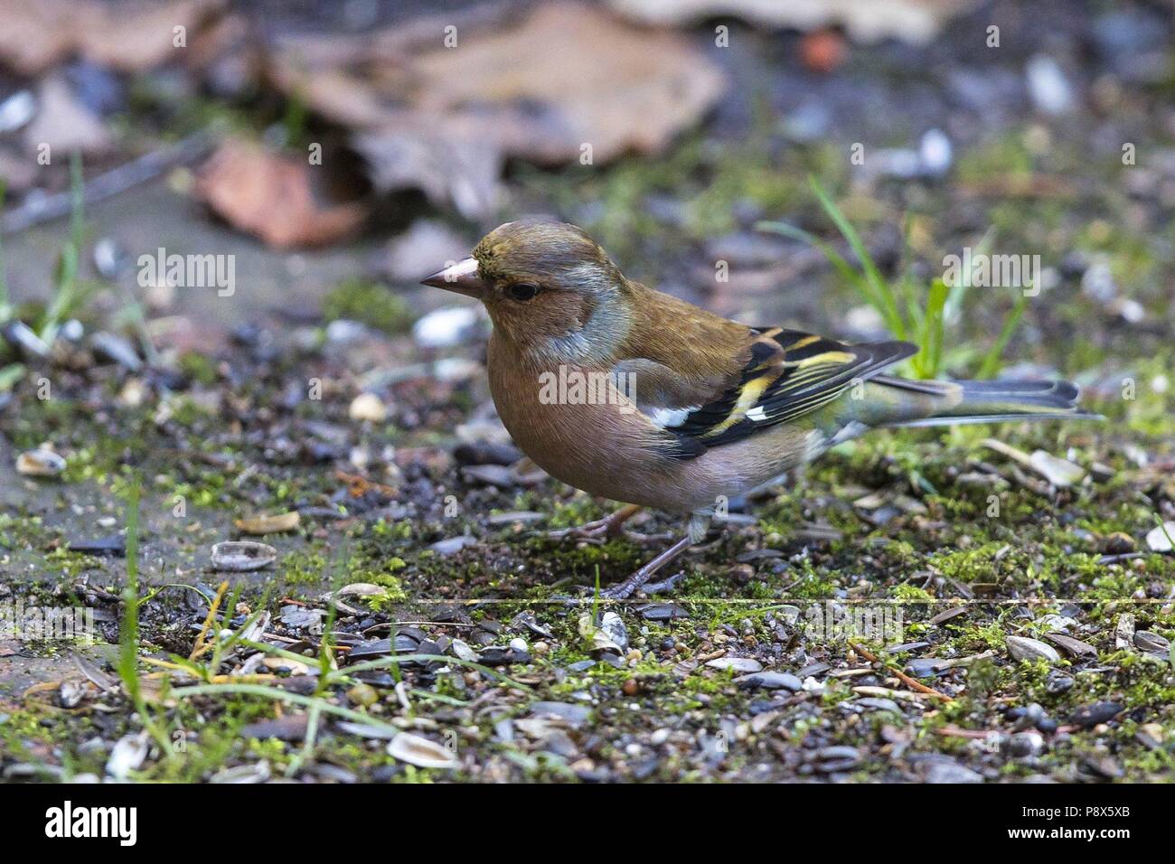 Great Tit (Parus major), male close-up, Bavaria, Germany | usage ...