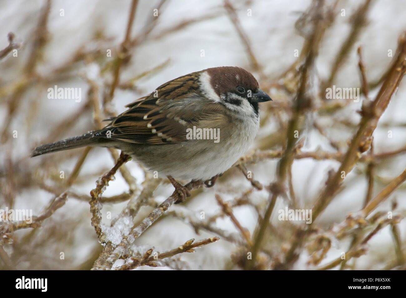 Tree Sparrow (Passer montanus), adult in hedgerow, Germany | usage ...