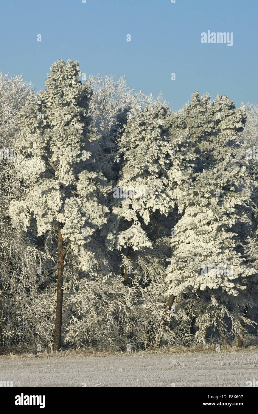 winter scenery in snowy countryside, Wiesenburg, Brandenburg, Germany ...