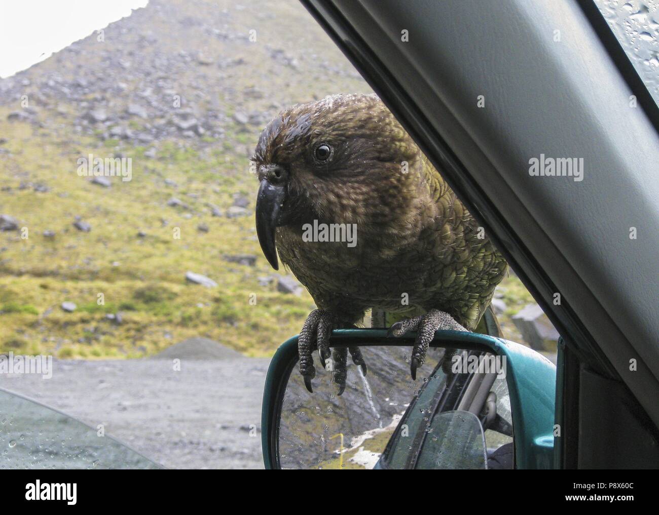 Kea parrot group hi-res stock photography and images - Alamy