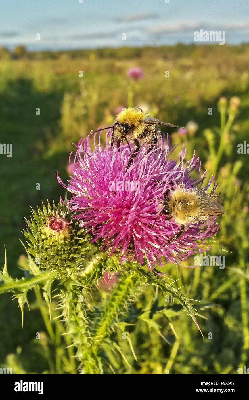 two bumble bee worker collecting nectar from thistle, Hesse, Germany ...