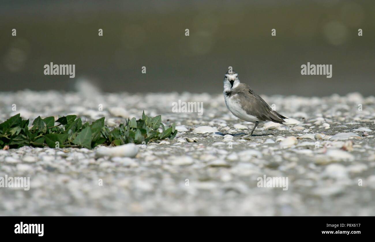 Wrybill (Anarhynchus frontalis) close-up, Miranda, New Zealand | usage ...
