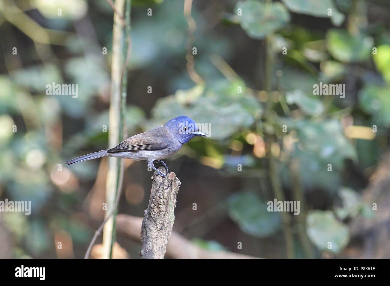 Black-naped Monarch (Hypothymis azurea) female sitting on branch, Kaeng ...