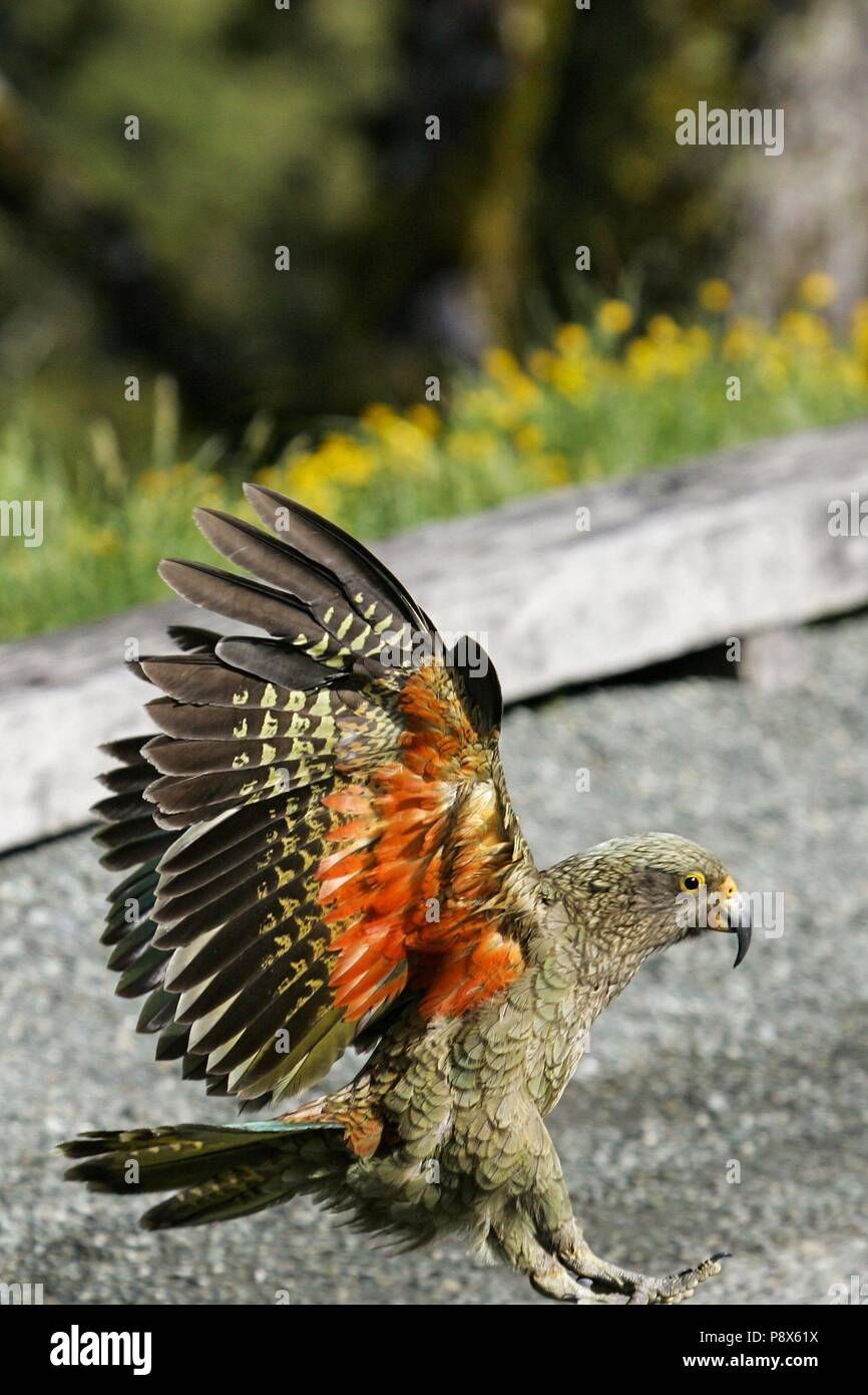 Kea (Nestor notabilis) flying, Arthur’s Pass National Park, New Zealand ...