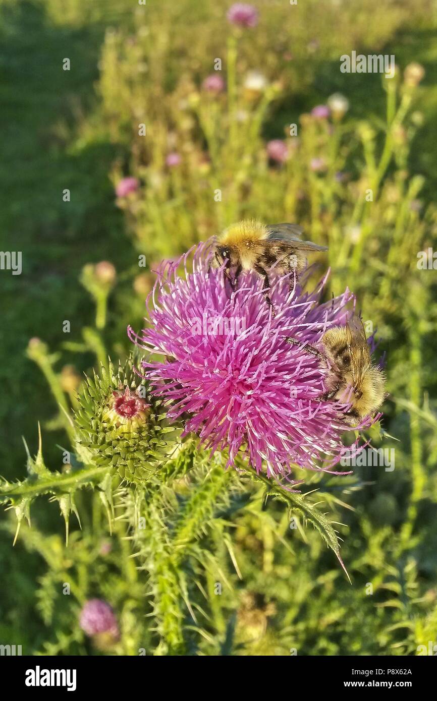 two bumble bee worker collecting nectar from thistle, Hesse, Germany ...