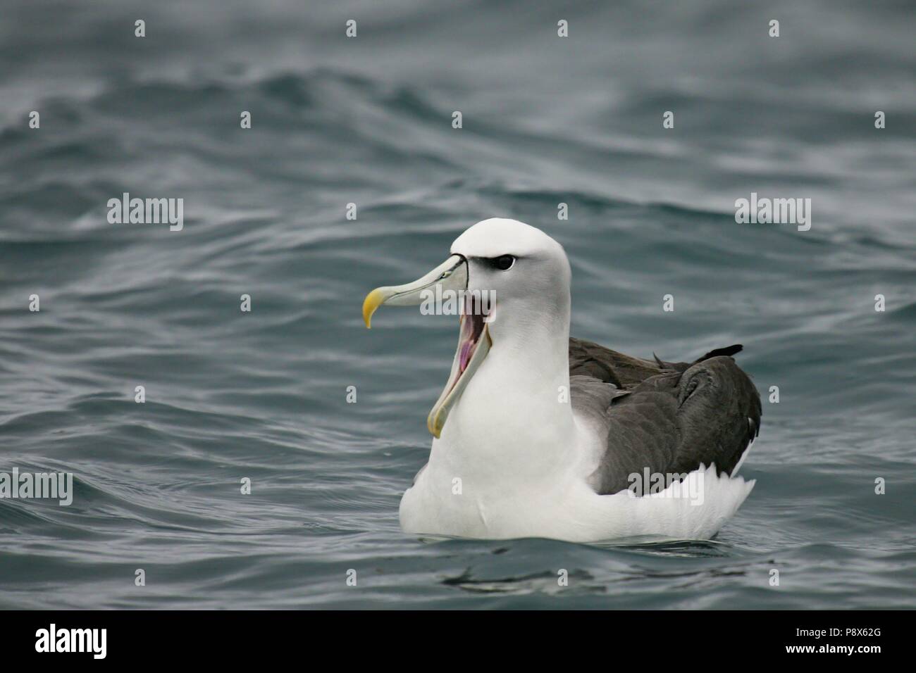 Shy Albatross (Thalassarche cauta) swimming with open bill, Kaikoura ...