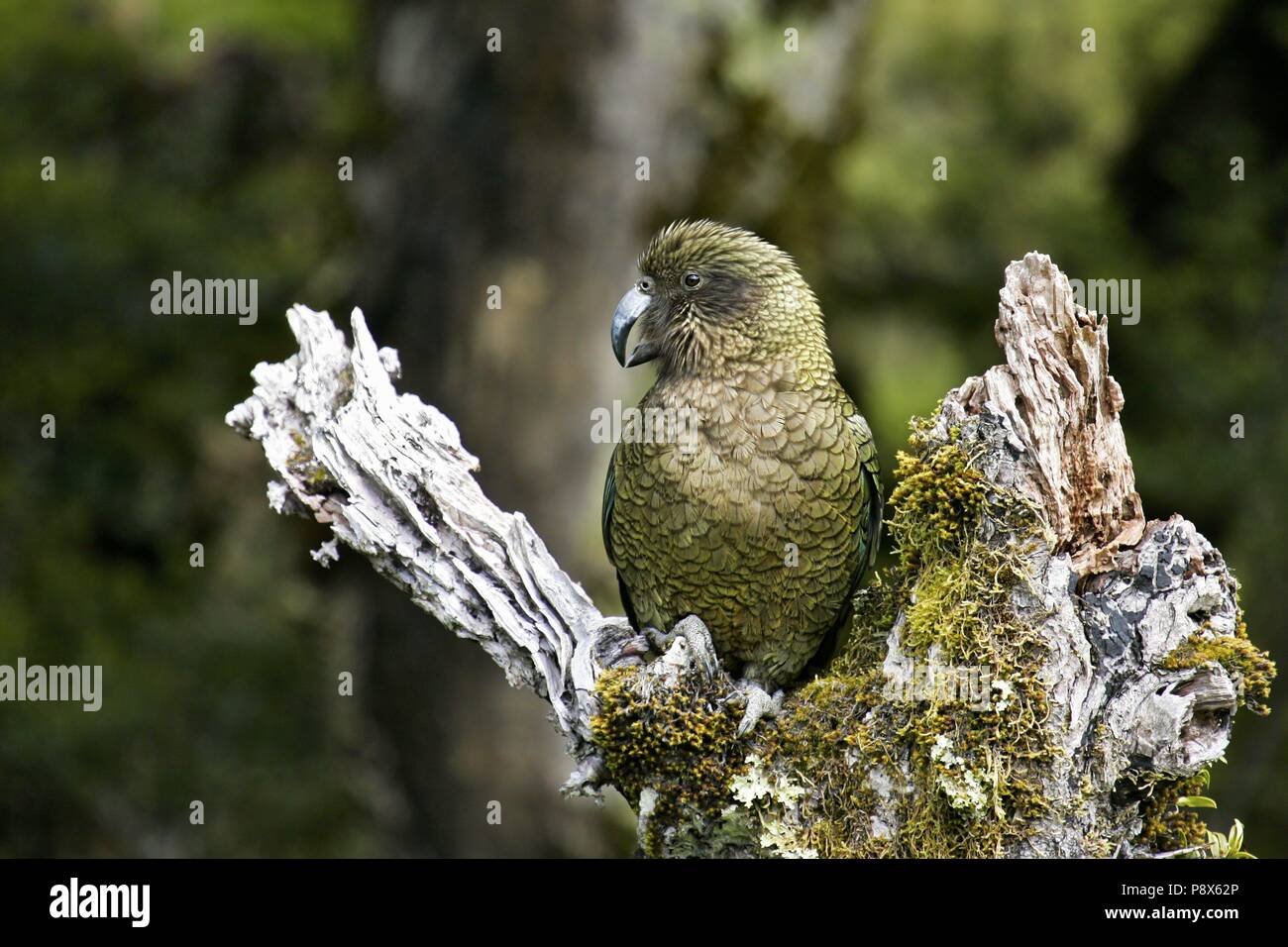 Kea (Nestor notabilis) sitting on mossy tree trunk, Arthur’s Pass ...