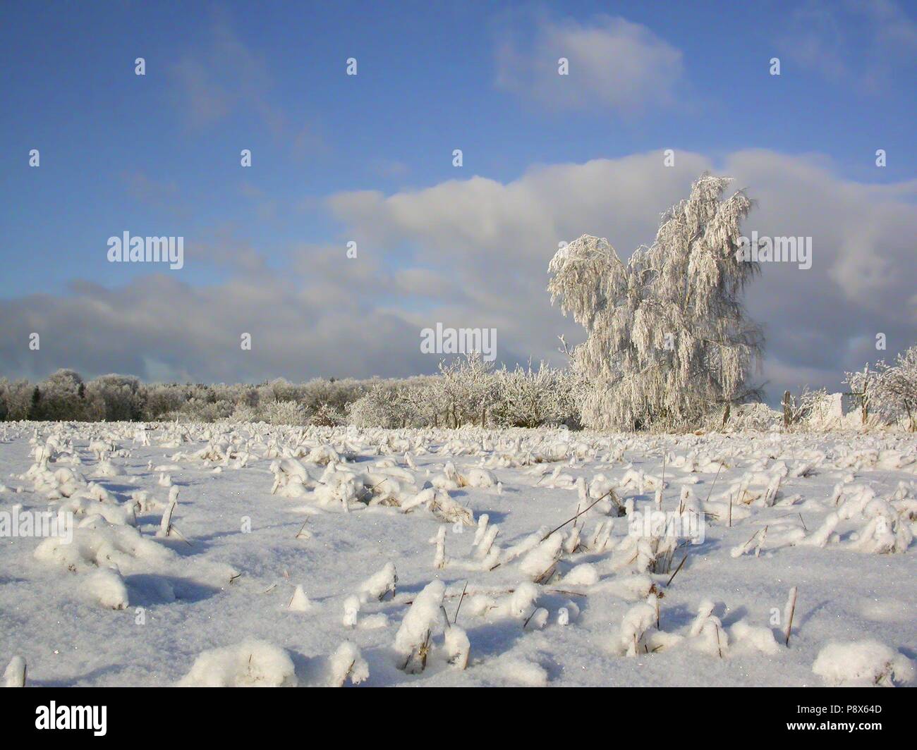 winter scenery in snowy countryside, Brandenburg, Germany | usage ...