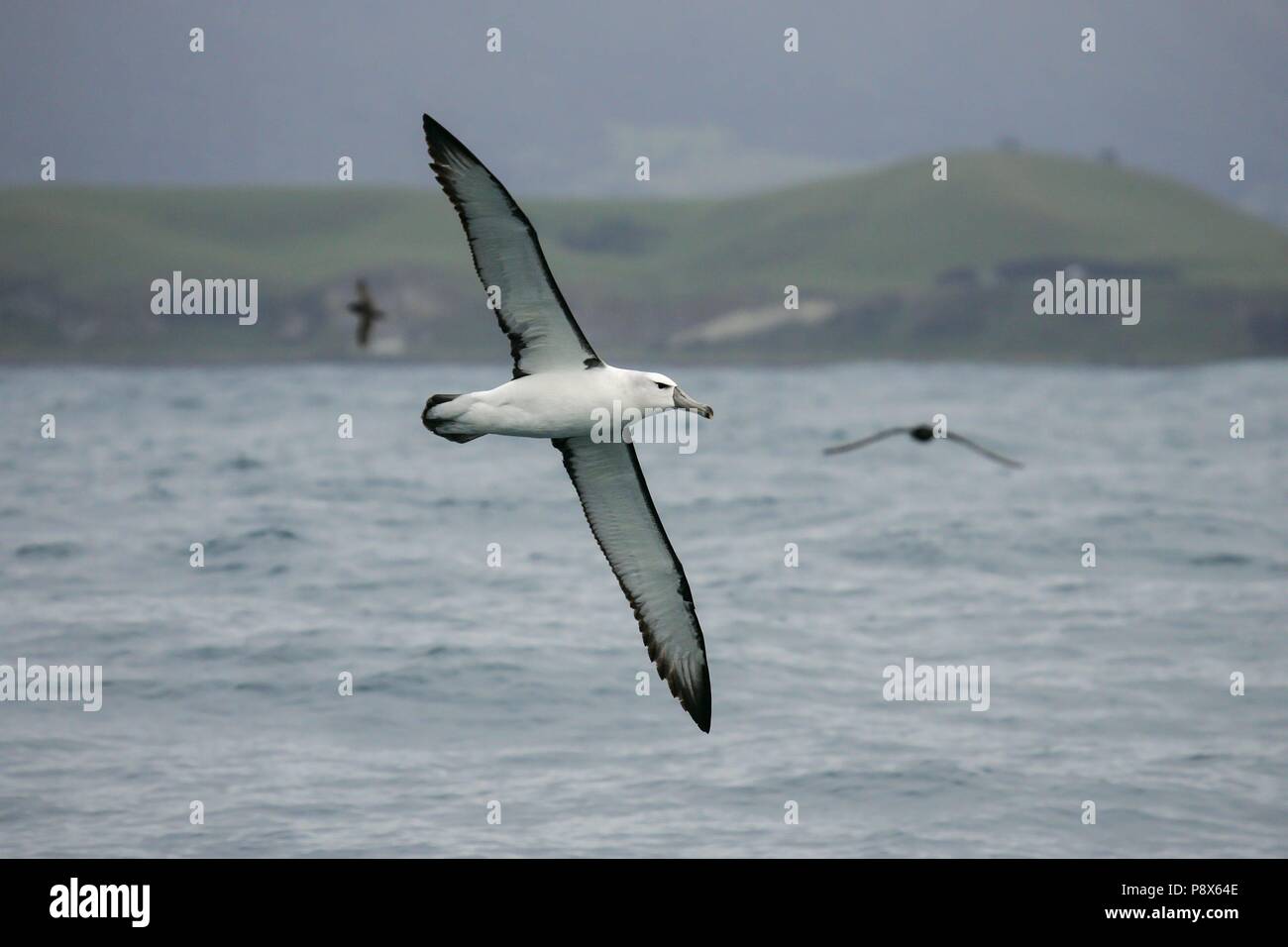 Shy Albatross (Thalassarche cauta) flying, Kaikoura, New Zealand ...