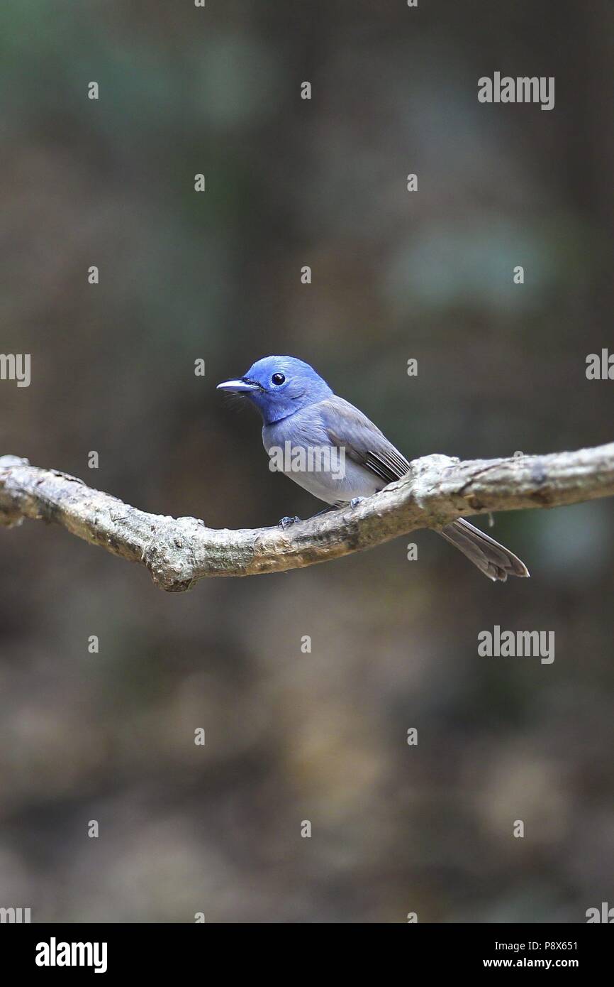 Black-naped Monarch (Hypothymis azurea) female sitting on branch, Kaeng ...