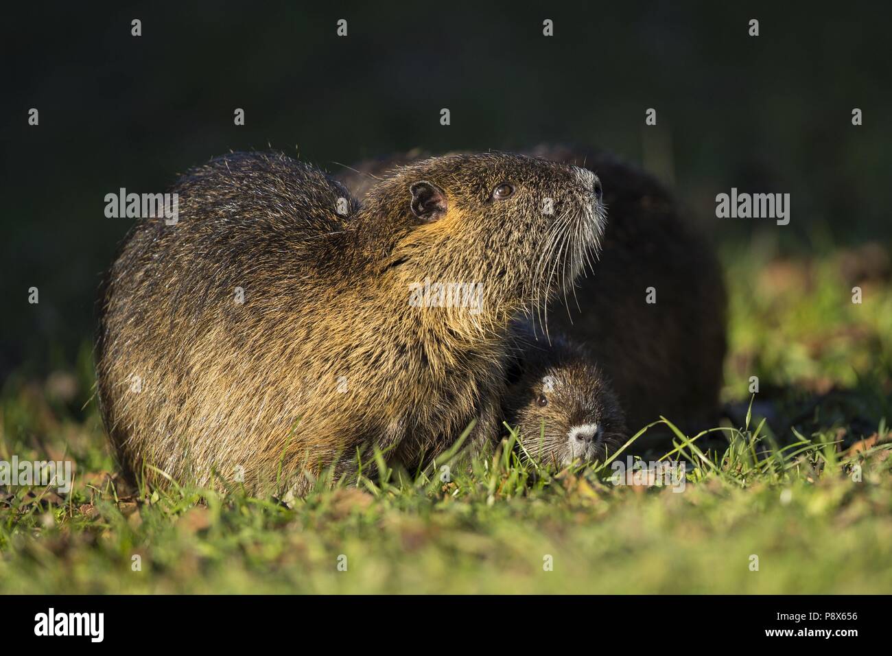 Nutria (Myocastor coypus) adult with young, Baden-Wuerttemberg, Germany ...
