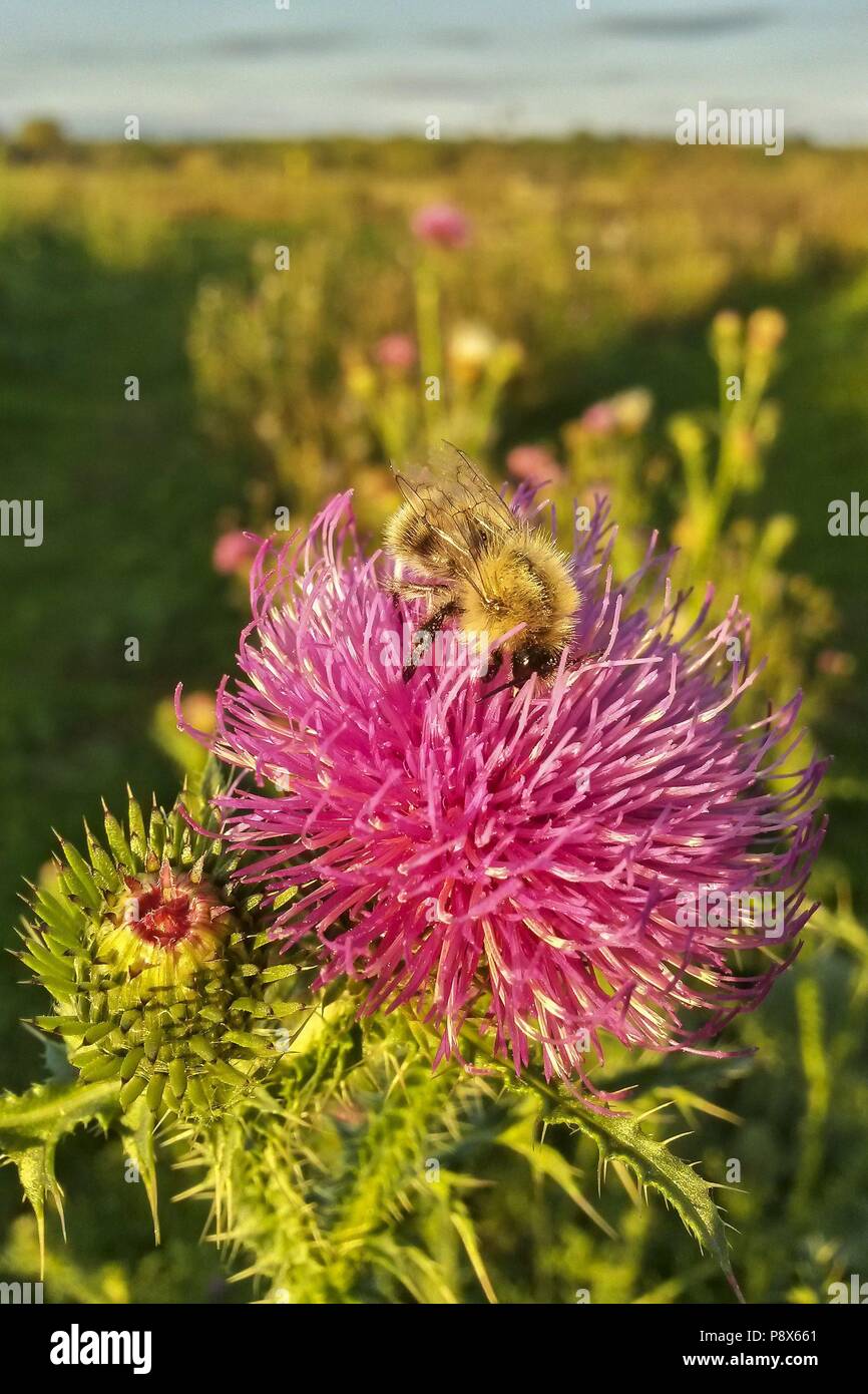 Bumble bee worker collecting nectar from thistle, Hesse, Germany ...