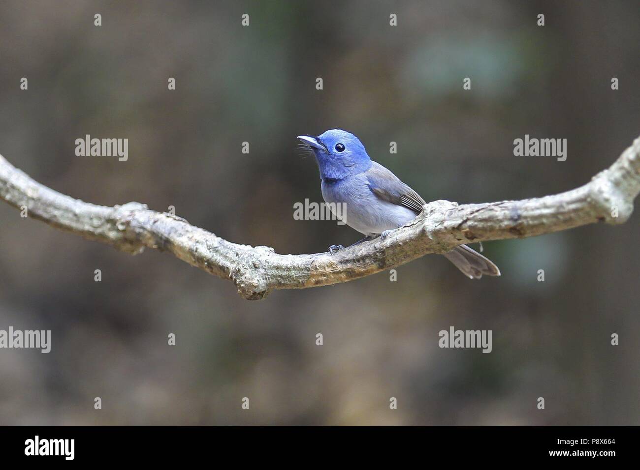 Black-naped Monarch (Hypothymis azurea) female sitting on branch, Kaeng ...