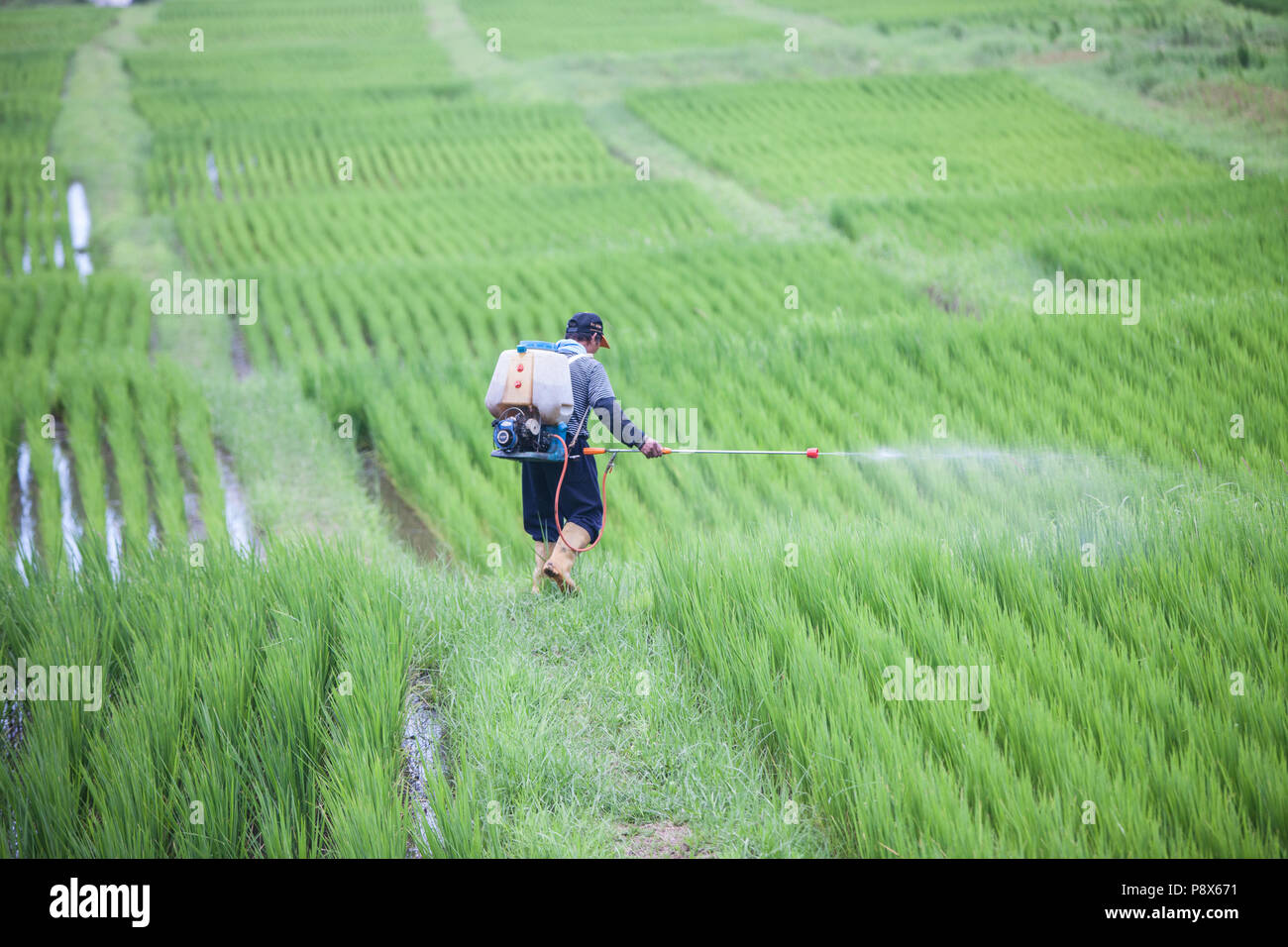 Man,spraying,pesticide,on,rice,ricefield,agriculture,crop,on,rural ...