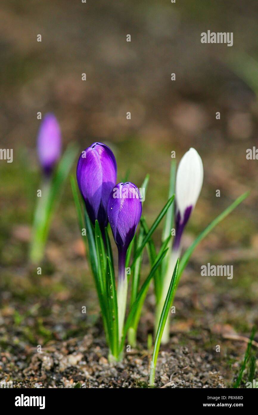 Crocus (Crocus spec.), early flowering plants in backyard, Brandenburg ...