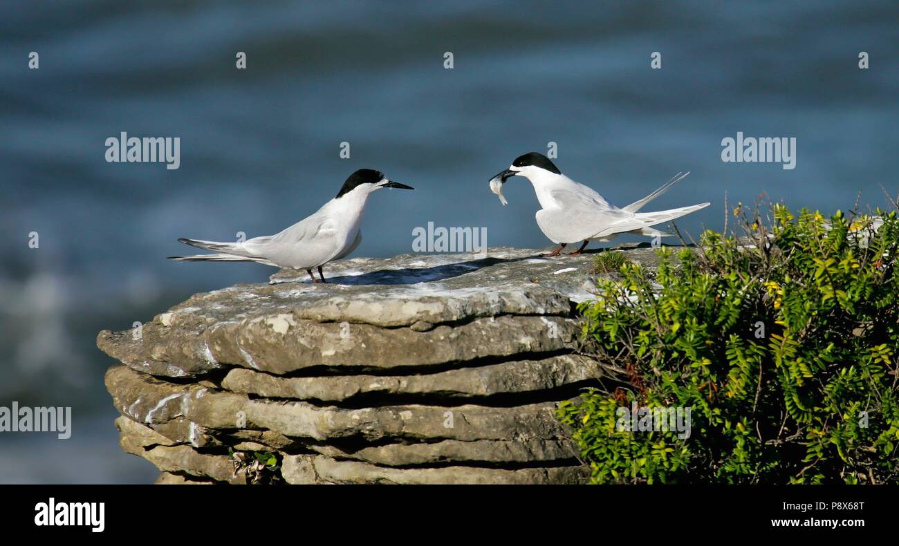 White-fronted Tern (Sterna striata) pair performing courtship display ...