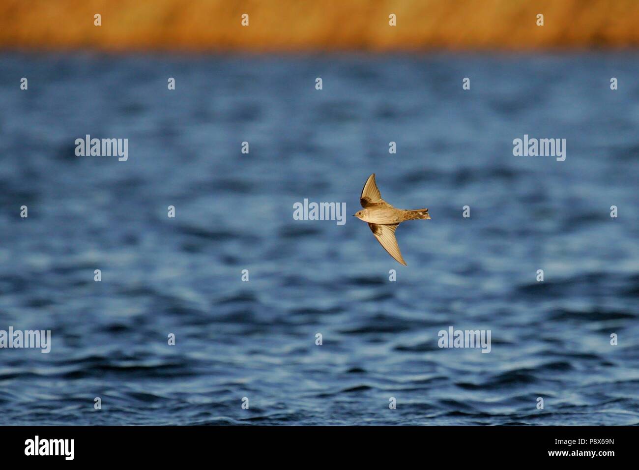 Eurasian Crag Martin (Ptyonoprogne rupestris) adult flying over water ...