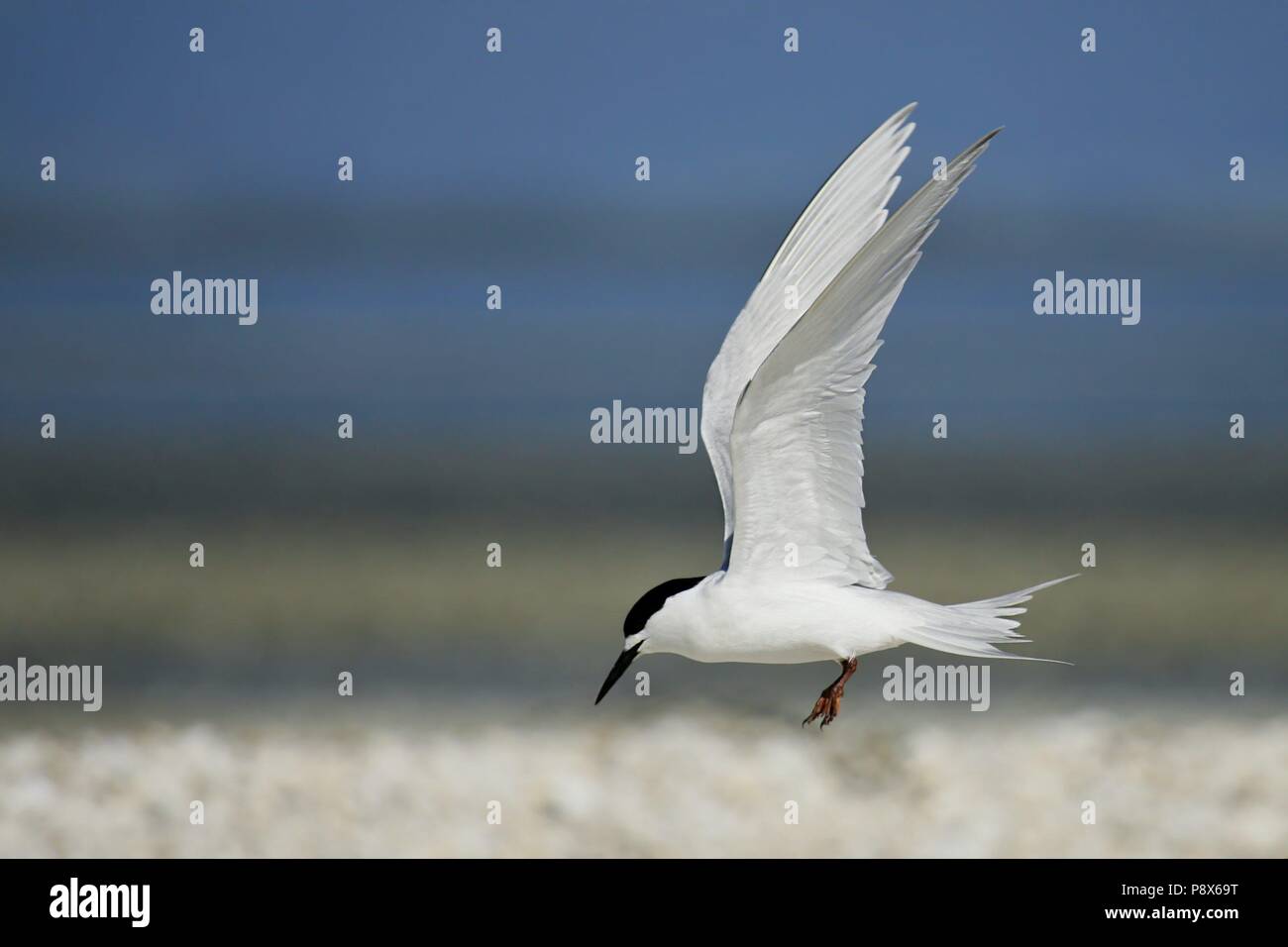 White-fronted Tern (Sterna striata) flying, Miranda, Firth of Thames ...