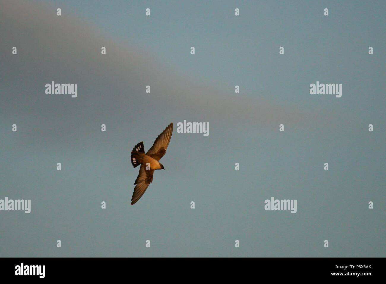 Eurasian Crag Martin (Ptyonoprogne rupestris) adult flying, Murcia ...
