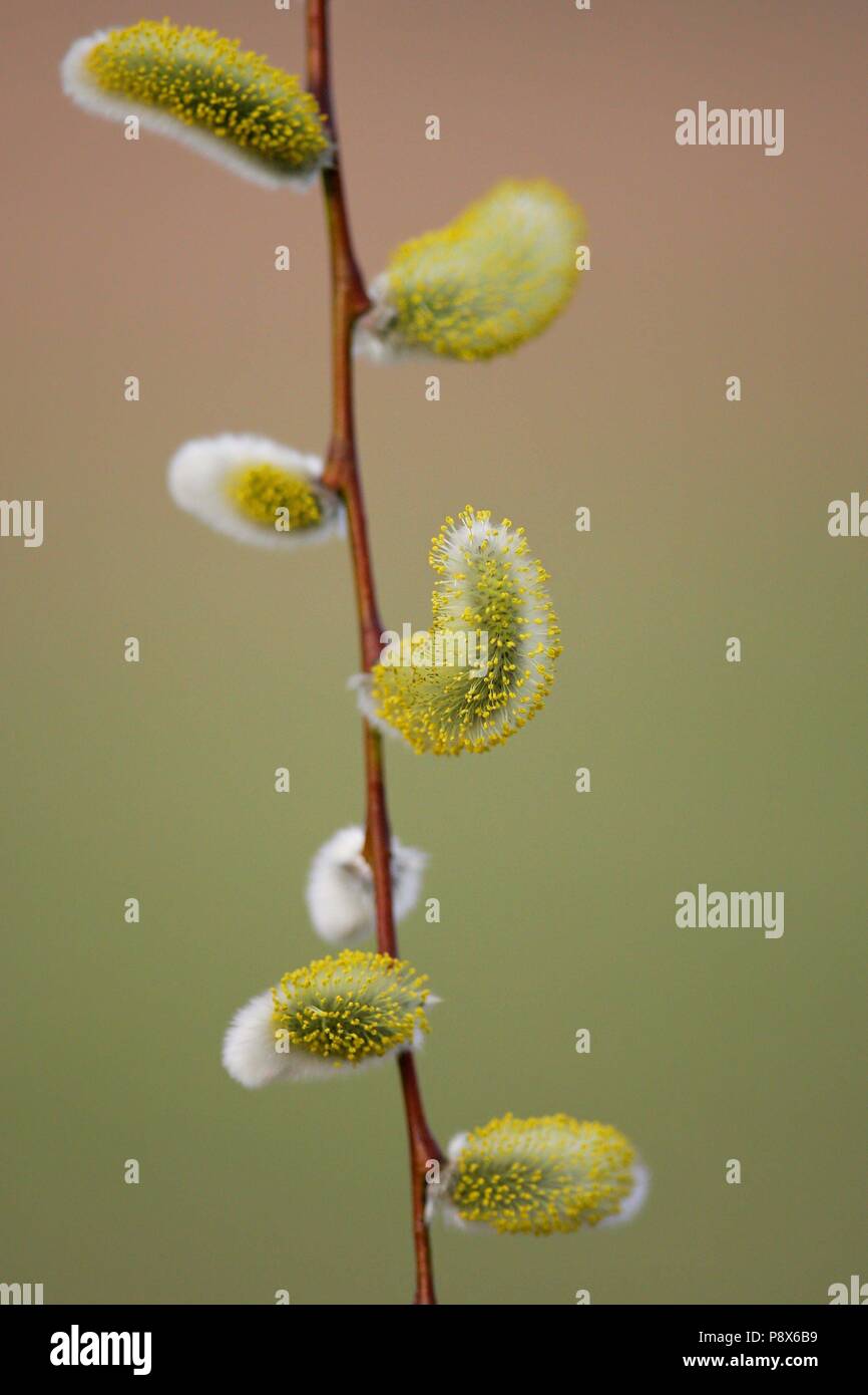 Willow Catkin (Salix spec.), branch with male catkins, Brandenburg ...