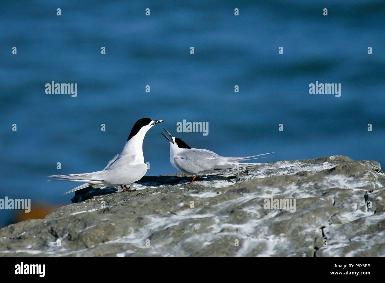 White-fronted Tern (Sterna striata) pair performing courtship display ...