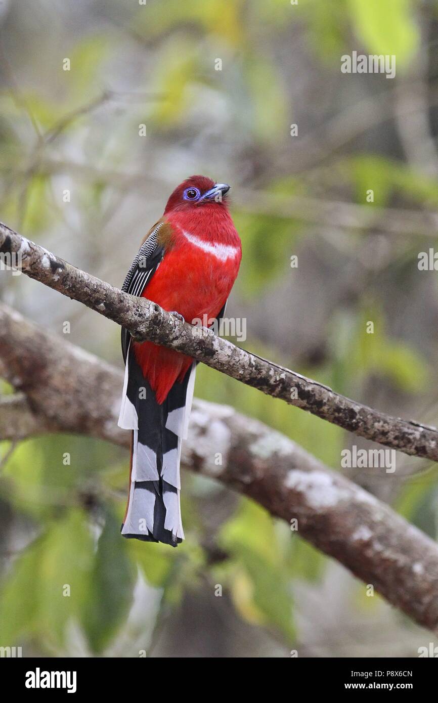 Red-headed trogon (Harpactes erythrocephalus) male sitting on a branch ...