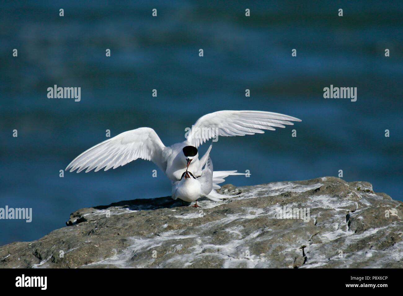 White-fronted Tern (Sterna striata), pair copulating, Pancake Rocks ...