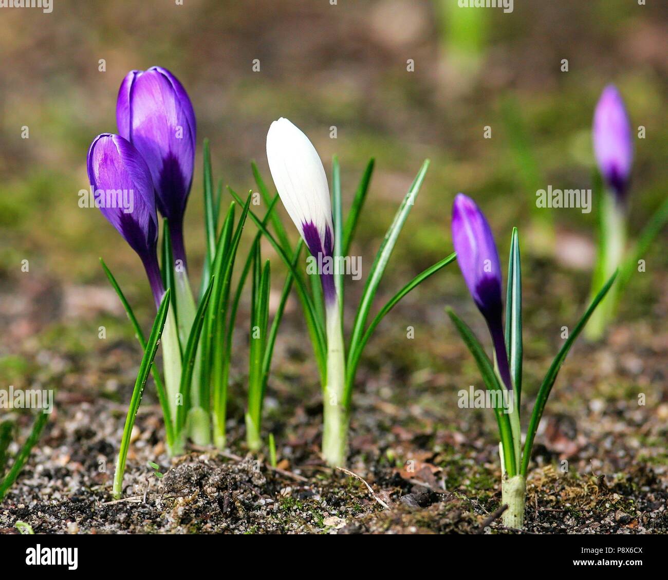 Crocus (Crocus spec.), early flowering plants in backyard, Brandenburg ...