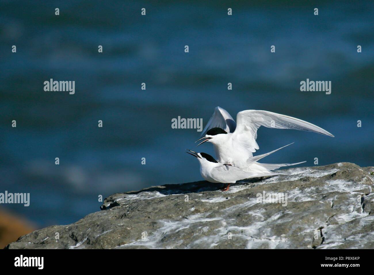 White-fronted Tern (Sterna striata), pair copulating, Pancake Rocks ...