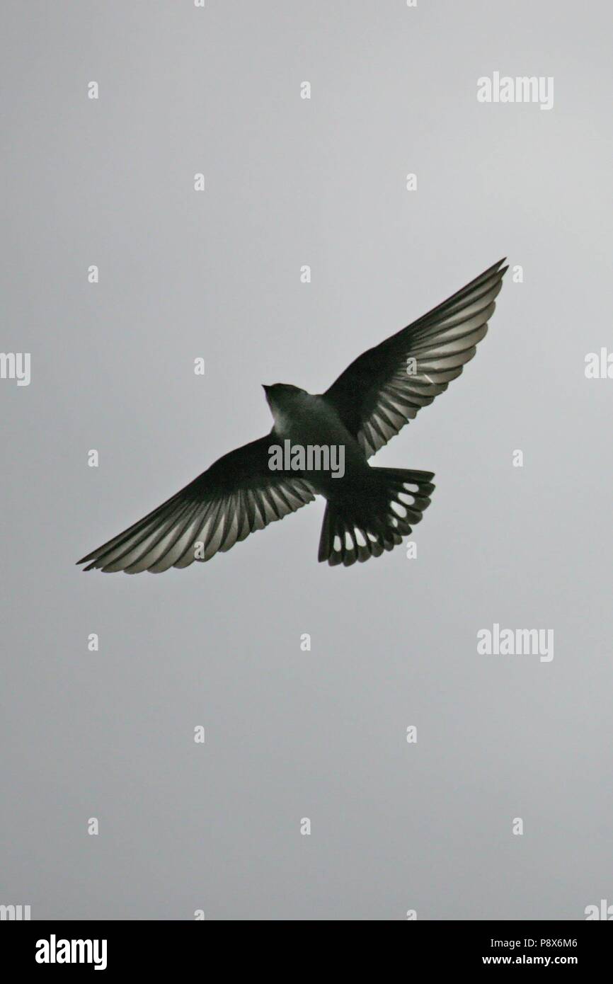 Eurasian Crag Martin (Ptyonoprogne rupestris) adult flying, Murcia ...