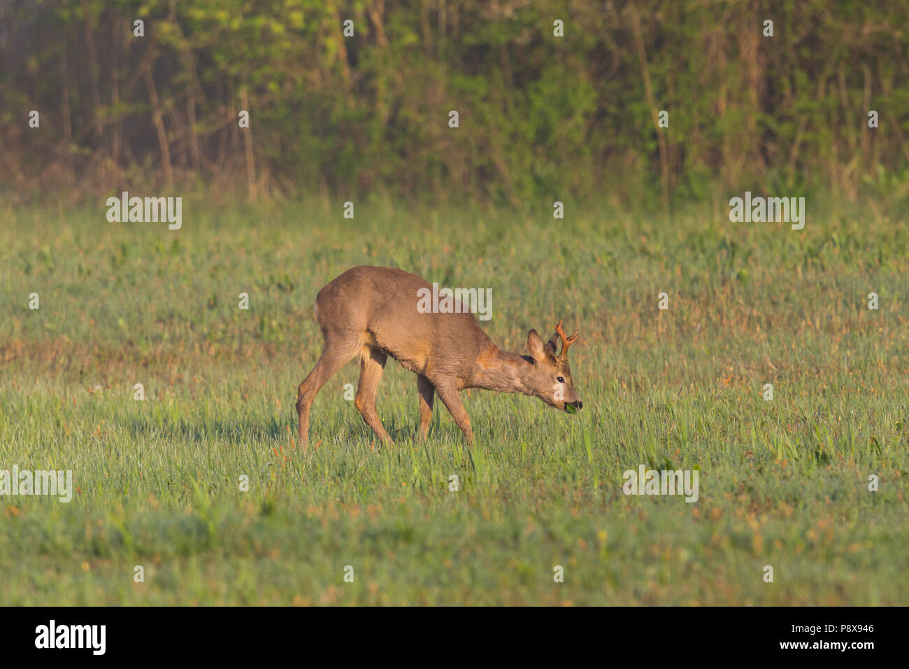 Brown buck hi-res stock photography and images - Alamy